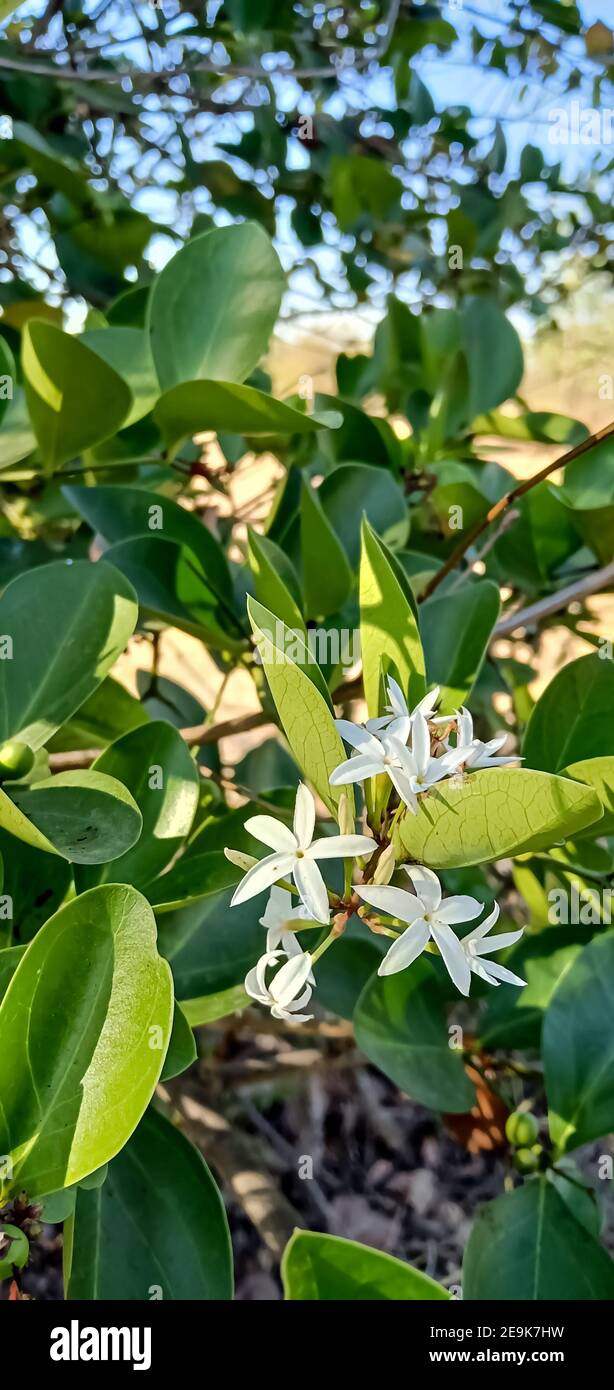 Karvand Wild Indian fruits Sour-sweet fruit Stock Photo - Alamy