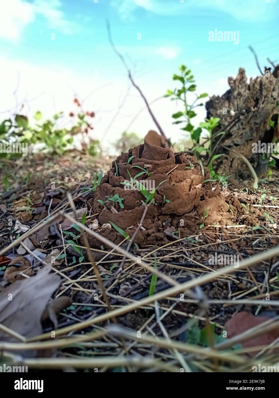 India ants hi-res stock photography and images - Alamy
