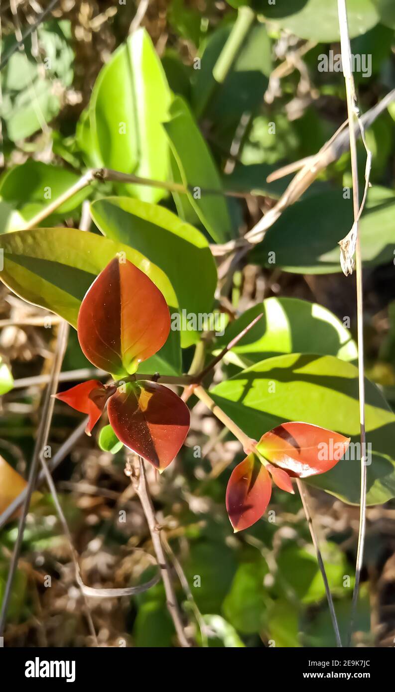 Karvand Wild Indian fruits Sour-sweet fruit Stock Photo - Alamy