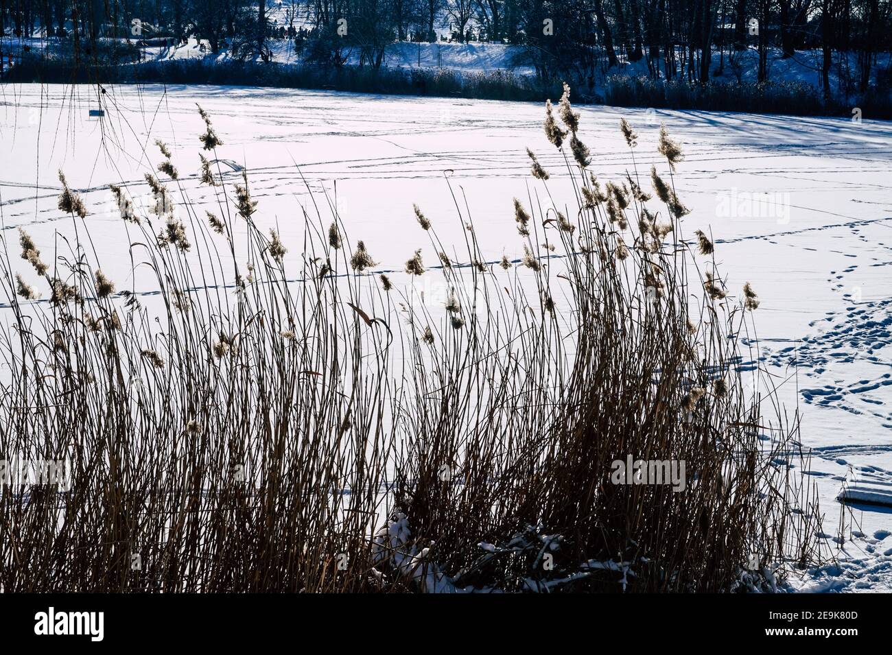 Reeds on lake edge in winter Stock Photo - Alamy