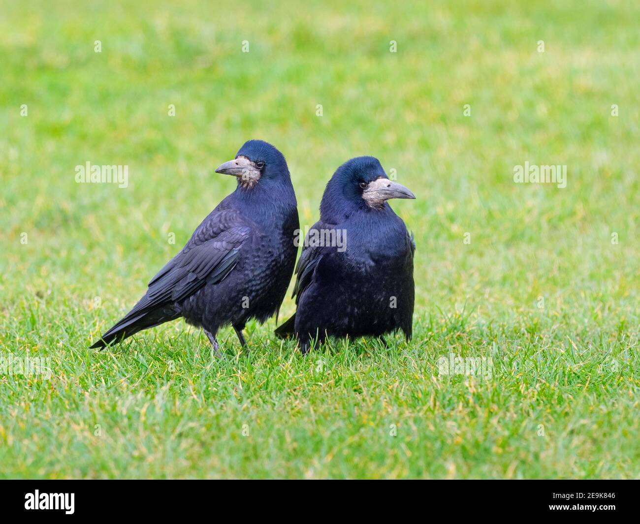 Rooks Corvus frugilegus pair together in late winter just before nest ...