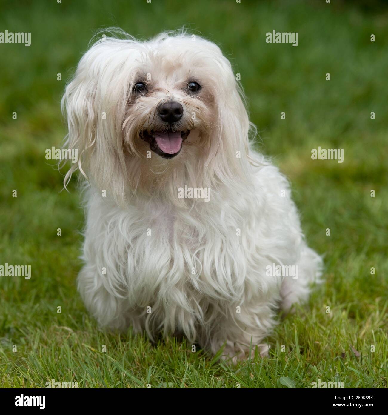 Maltese dog hi-res stock photography and images - Alamy