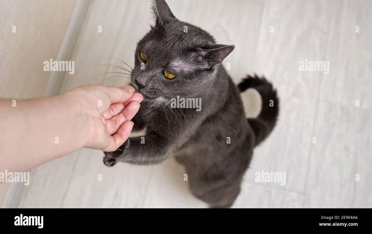Gray cat eats from human hands, standing up on its hind legs Stock ...