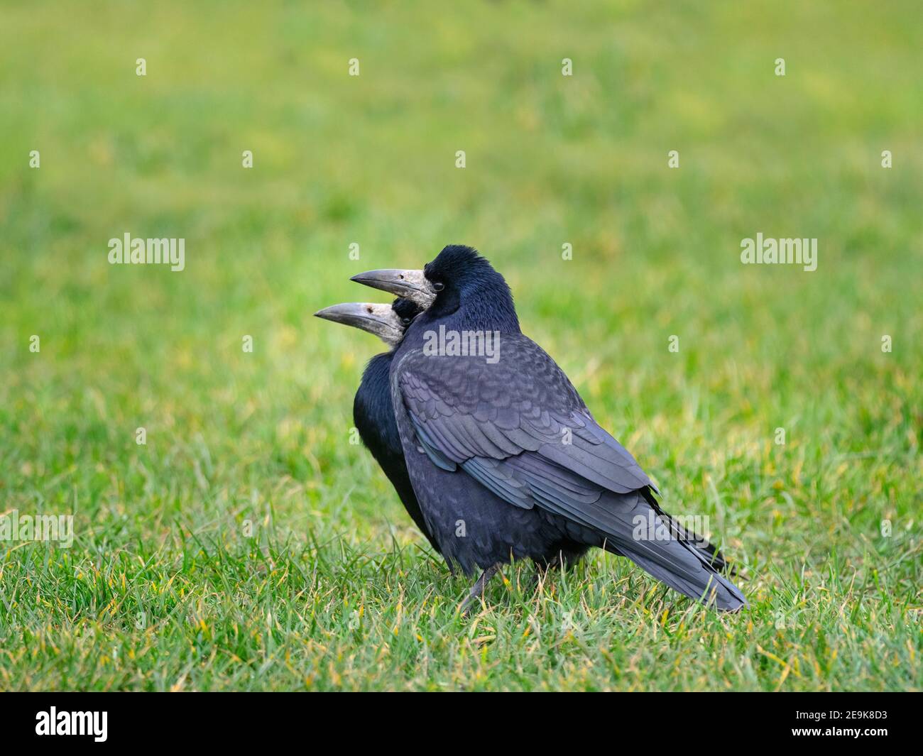Rooks nest hi-res stock photography and images - Alamy