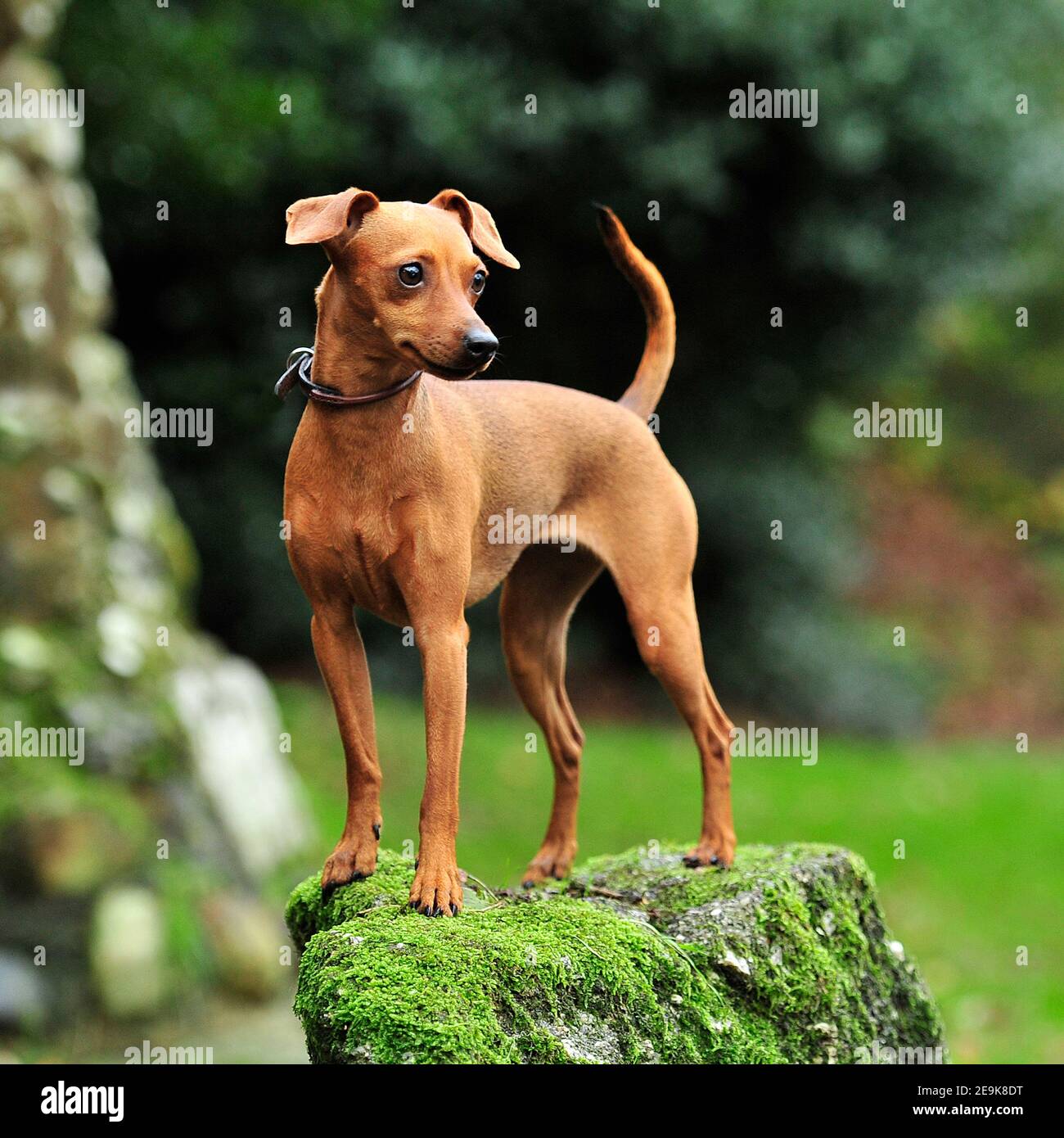 Pinscher Undocked Tail High Resolution Stock Photography and Images - Alamy