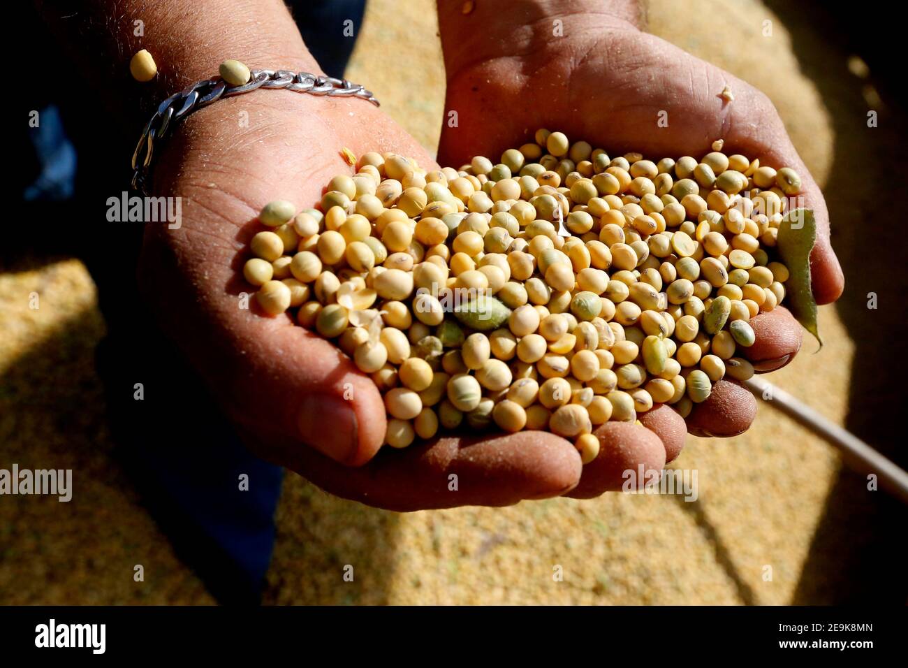 Brasilia, Brazil. 4th Feb, 2021. A farmer displays newly-harvested ...