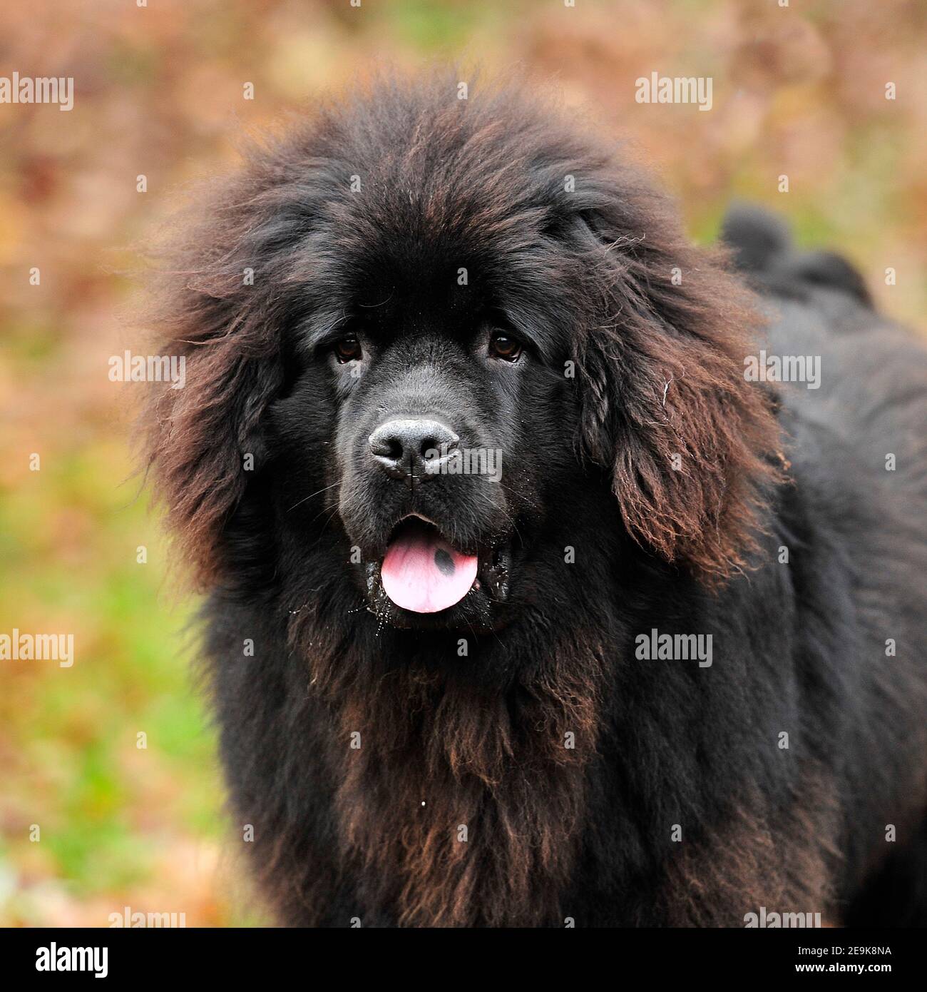 Close up newfoundland dog hi-res stock photography and images - Alamy