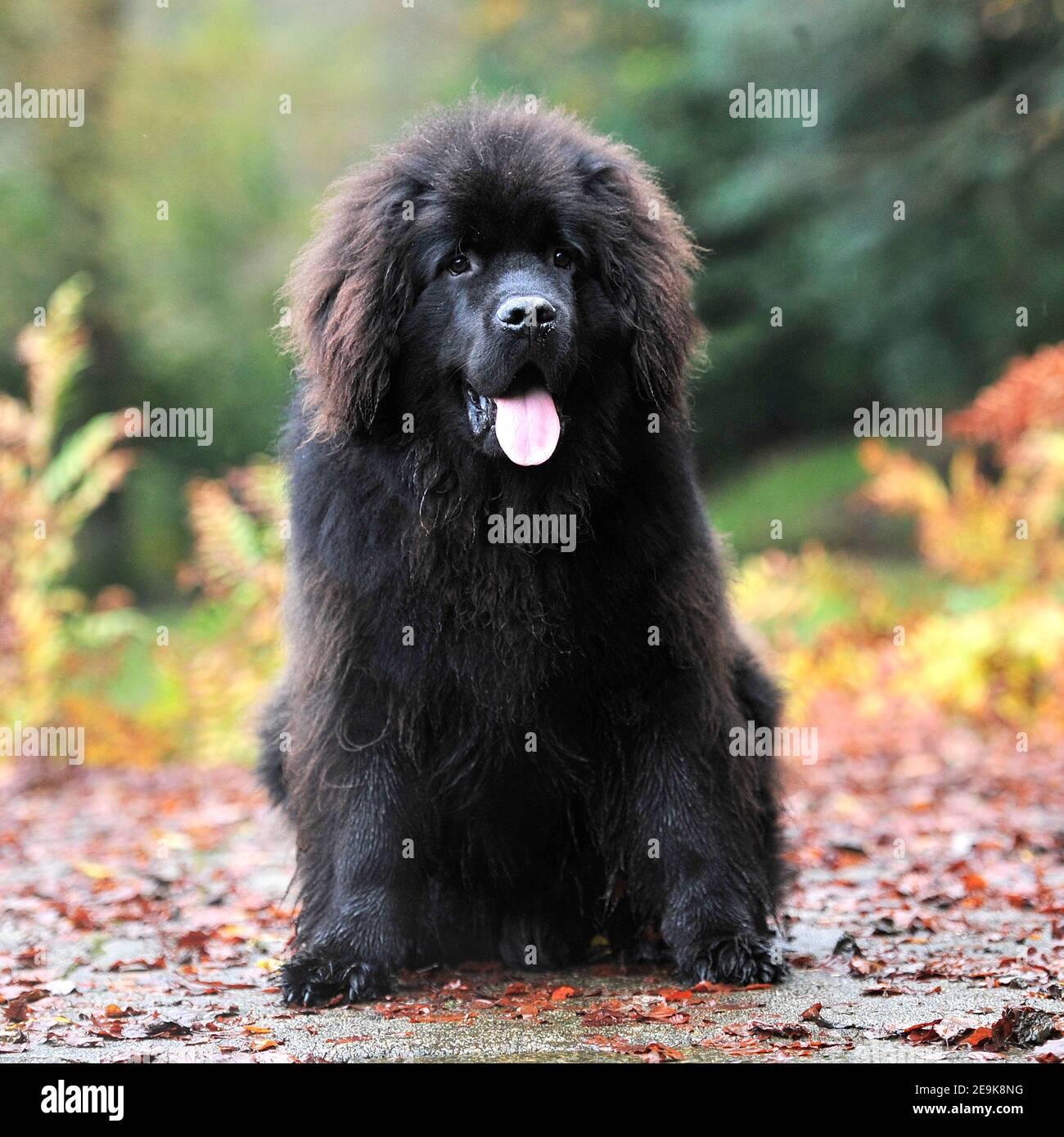 Newfoundland dog not illustration hi-res stock photography and images ...