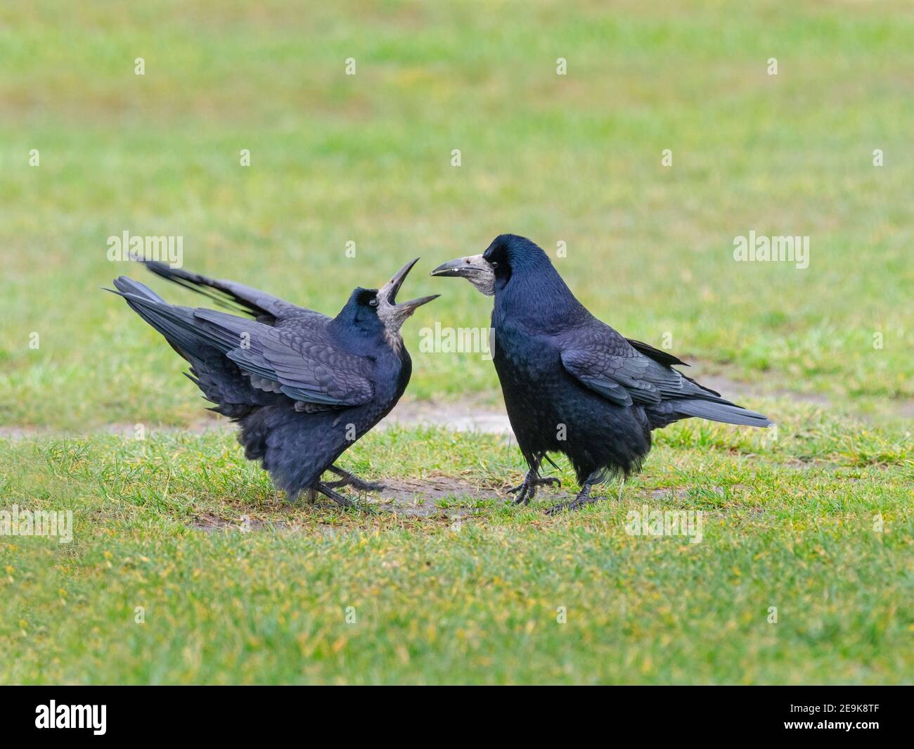 Rooks Corvus frugilegus pair together in late winter just before nest ...