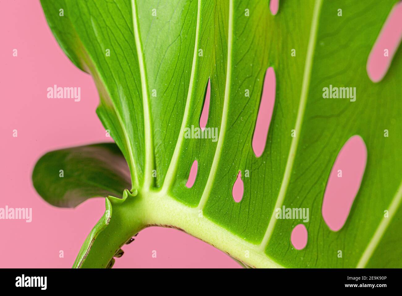 Texture of a monstera leaf close up on pink background Stock Photo - Alamy