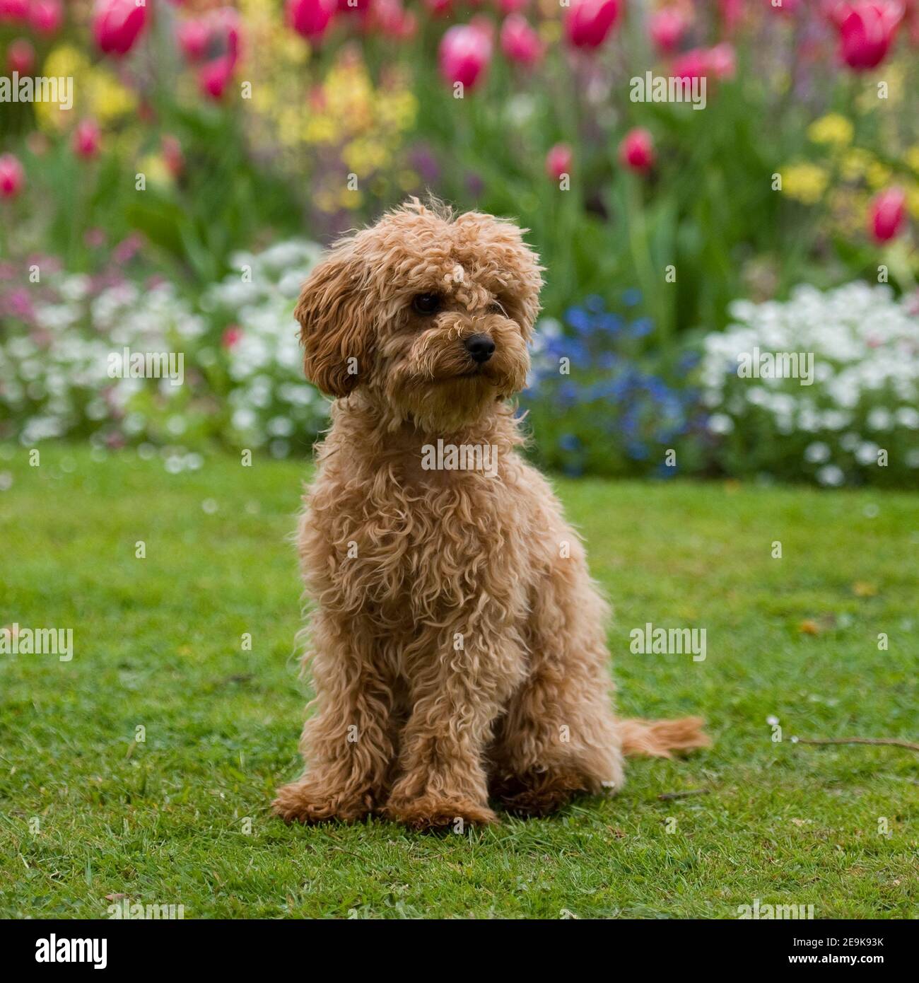 apricot miniature poodle puppy dog Stock Photo - Alamy