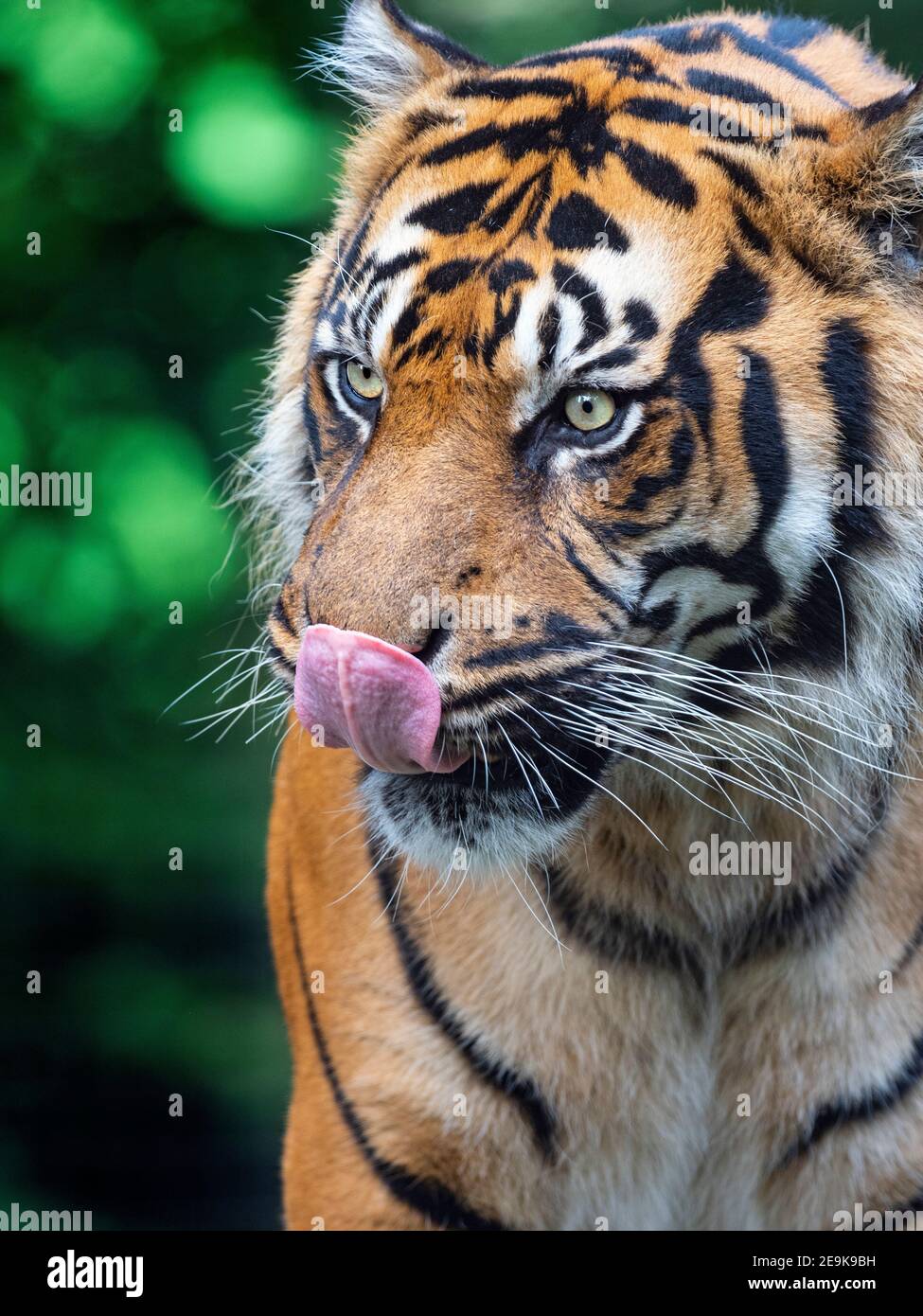 Sunda tiger hi-res stock photography and images - Alamy