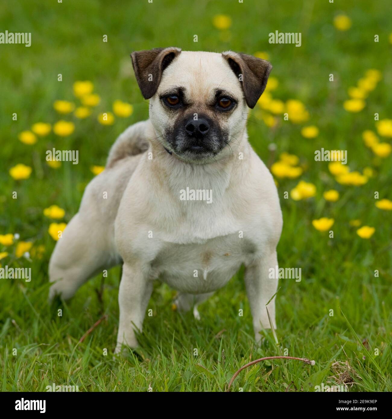 Puggle standing hi-res stock photography and images - Alamy