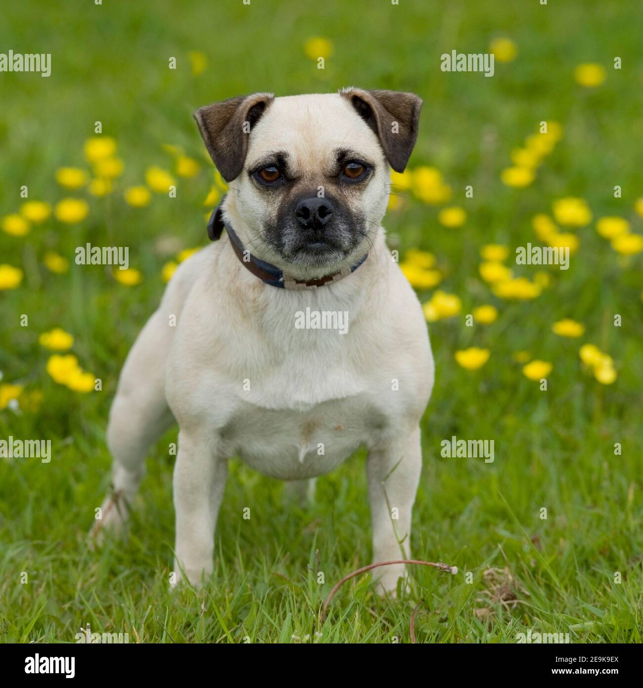 Puggle standing hi-res stock photography and images - Alamy