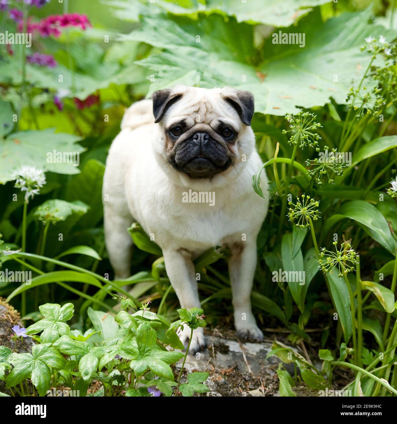 Fawn pug hi-res stock photography and images - Alamy
