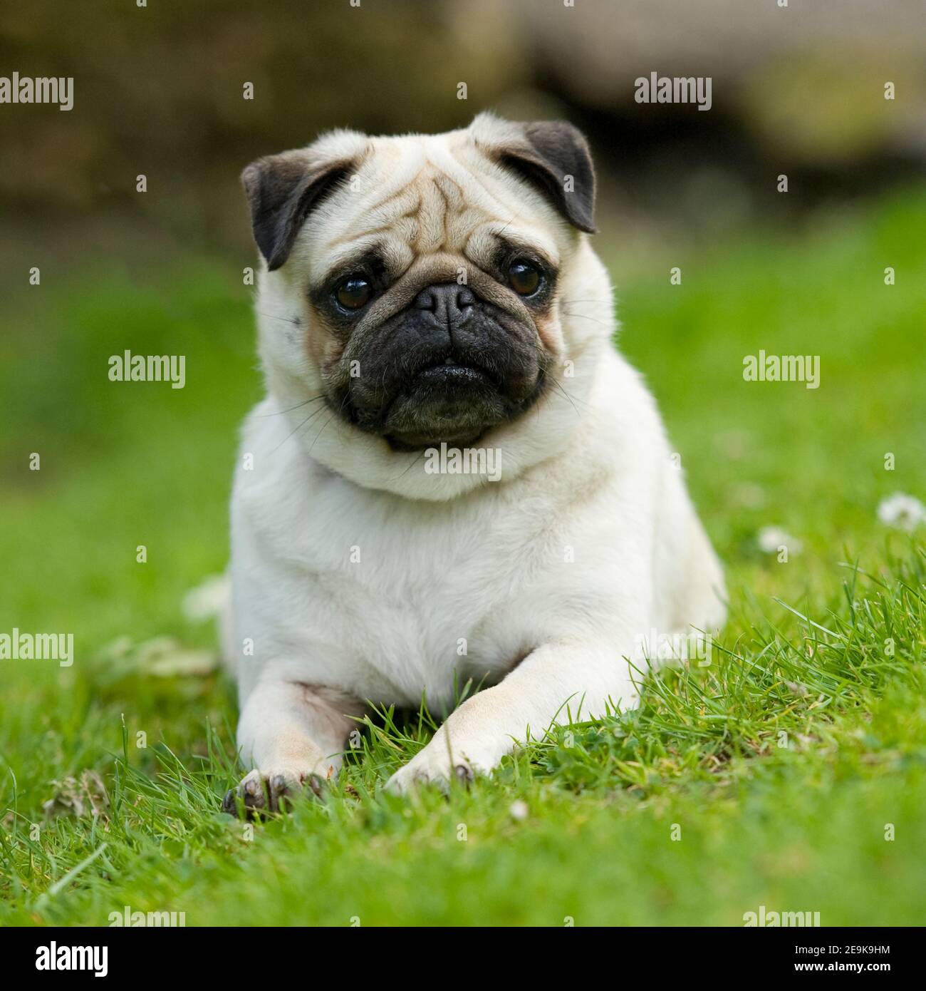 Face front of fawn hi-res stock photography and images - Alamy
