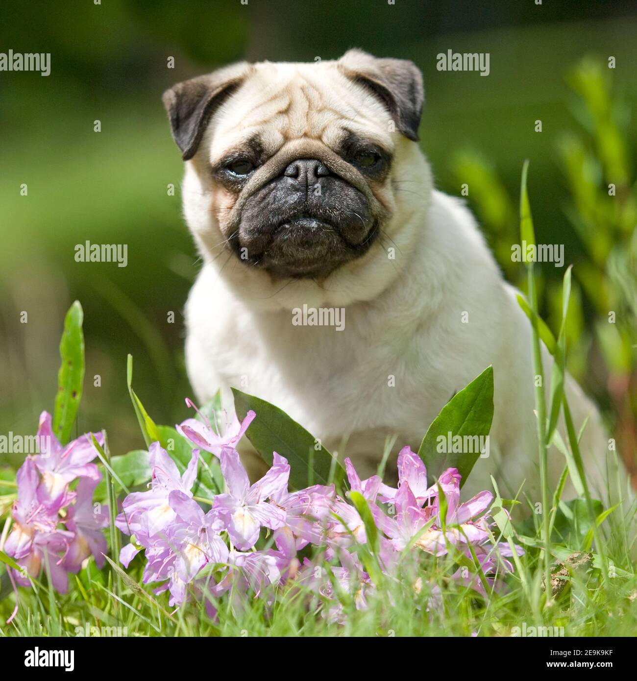 Fawn pug hi-res stock photography and images - Alamy