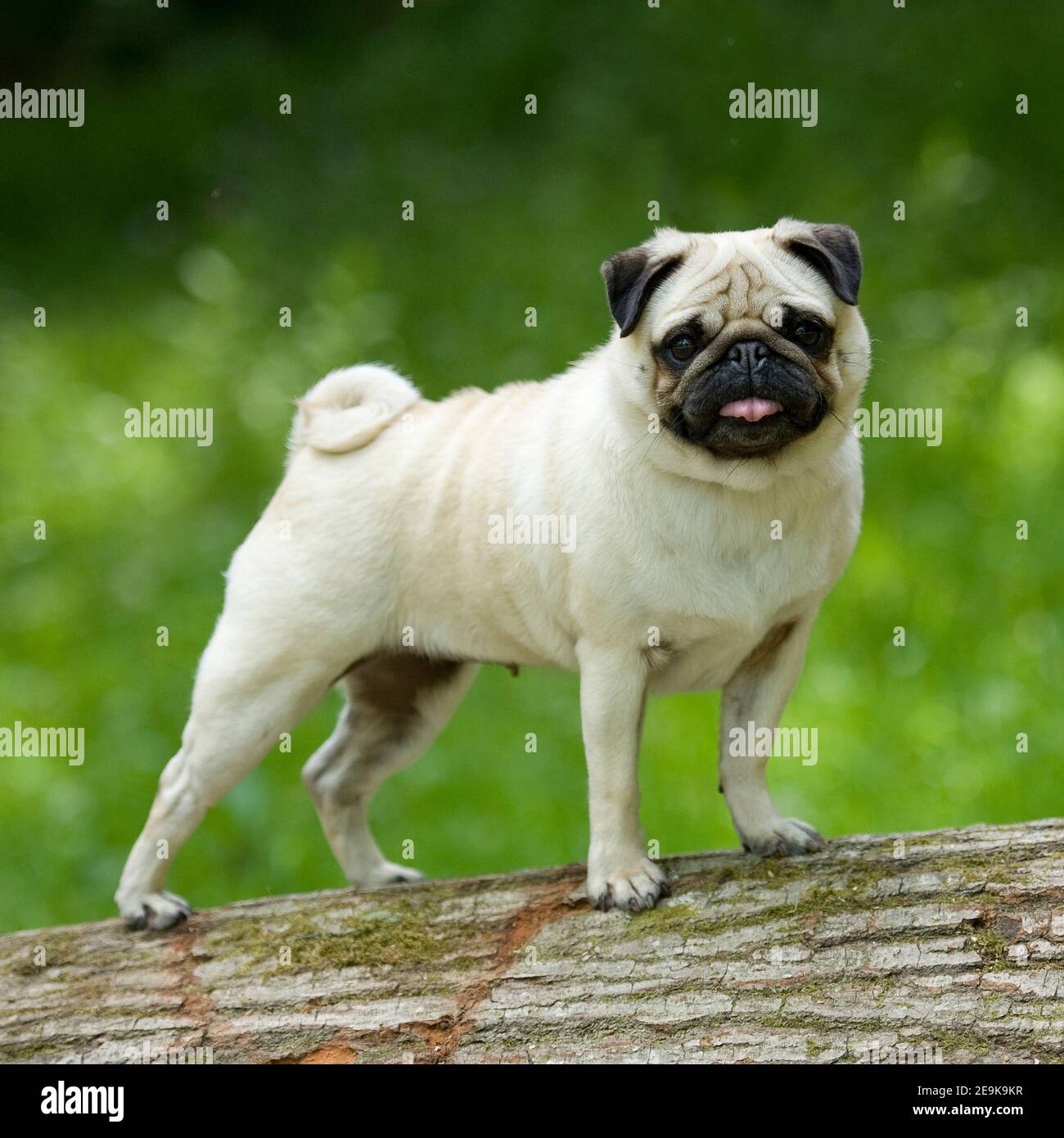 Apricot fawn pug hi-res stock photography and images - Alamy