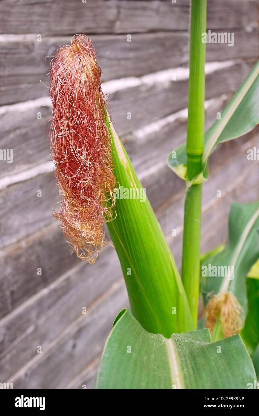 Flowering of corn on a background of gray wooden wall, a lot of long ...