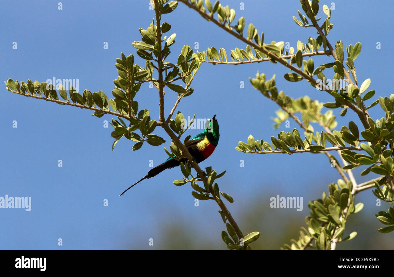 The male Beautiful Sunbird is spectacularly colourful with a metallic ...
