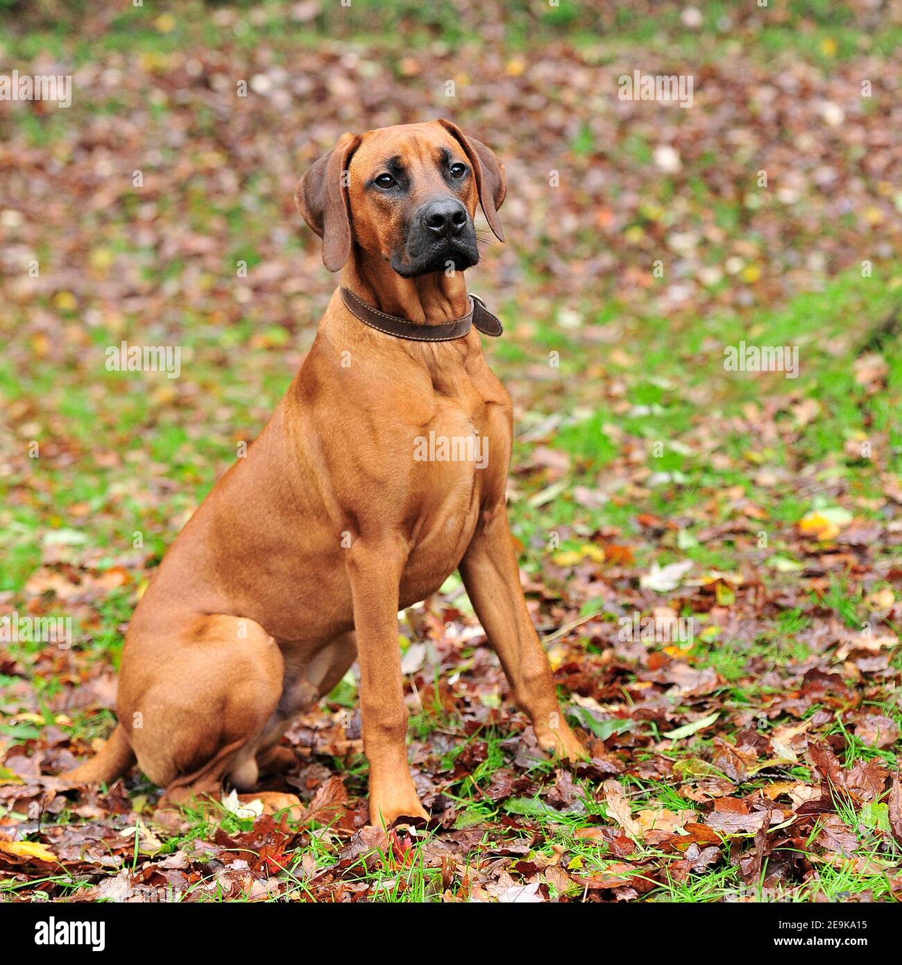 Rhodesian front hi-res stock photography and images - Alamy