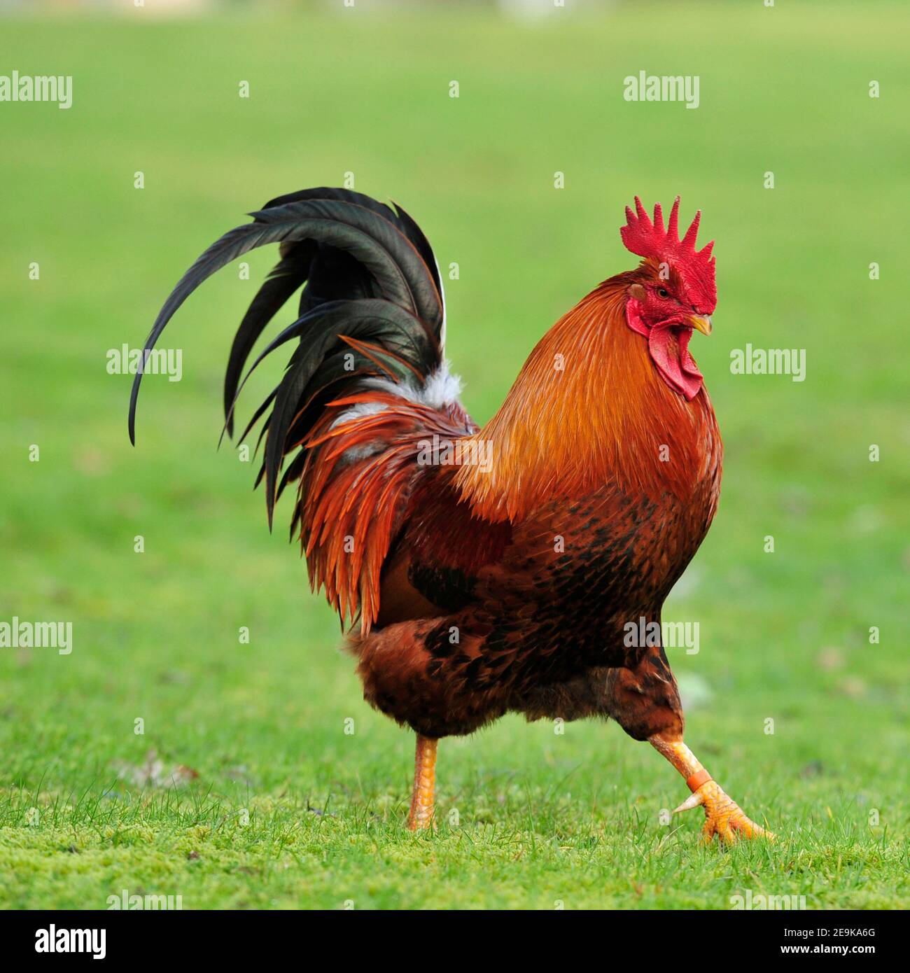 Big cockerel hi-res stock photography and images - Alamy