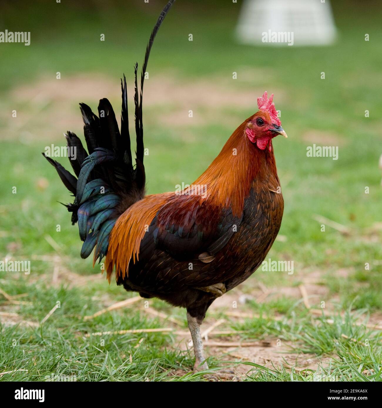 Profile cockerel rooster hi-res stock photography and images - Alamy