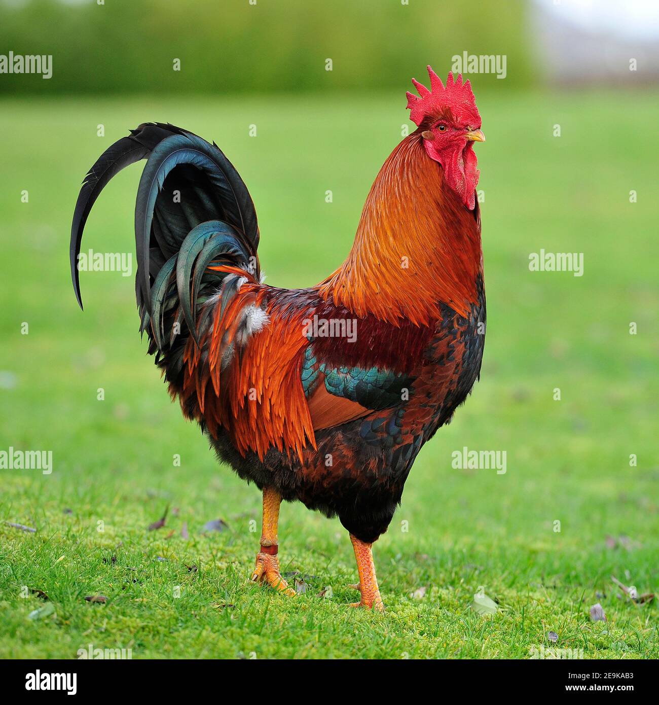 Rooster strut hi-res stock photography and images - Alamy