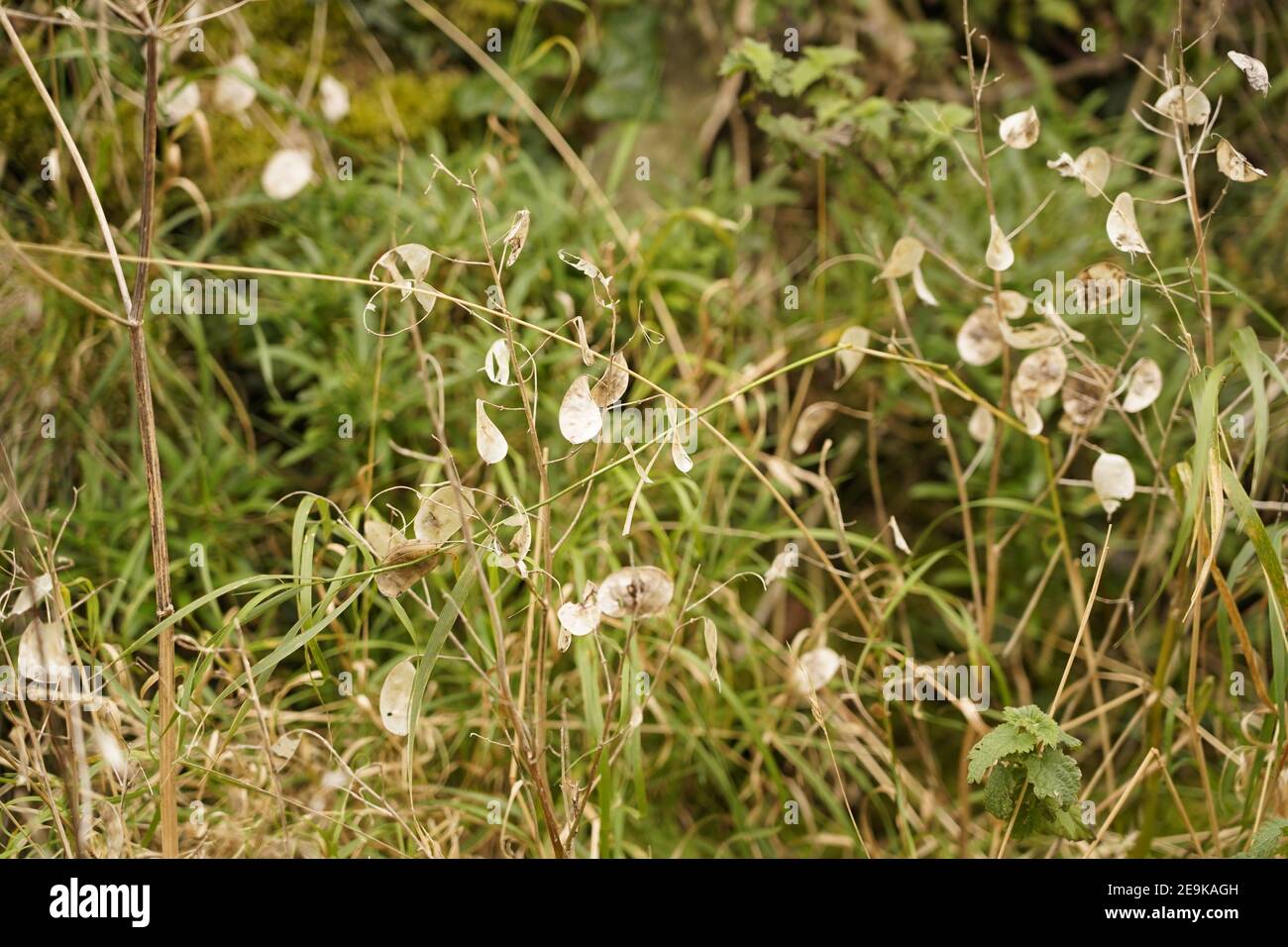 Wild translucent seed pods ready for nature to disperse Stock Photo - Alamy