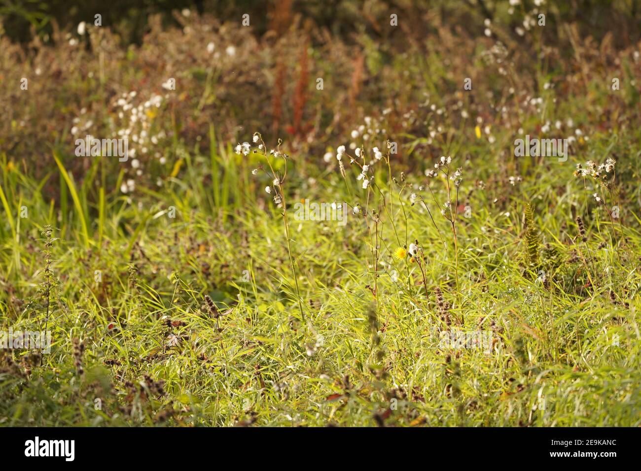 wild grassland, an important and species rich habitat for life on earth ...