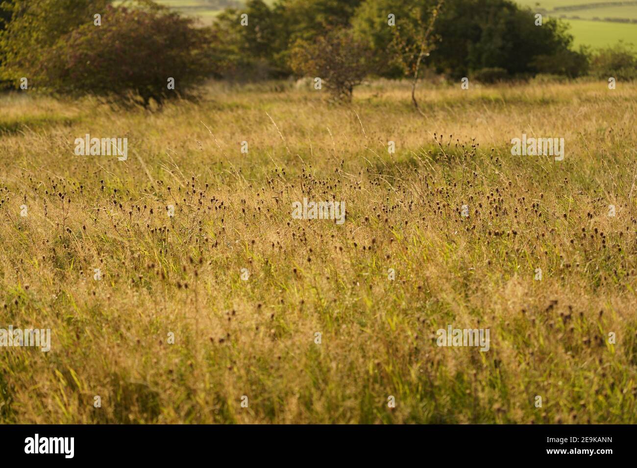 wild grassland, an important habitat for life on earth Stock Photo - Alamy
