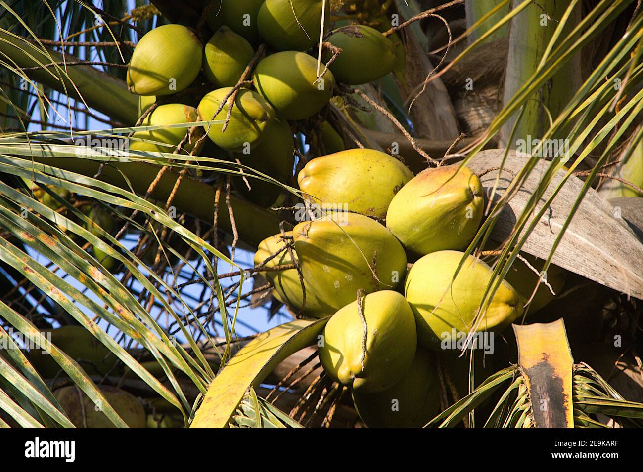 Top view coconut tree hi-res stock photography and images - Alamy