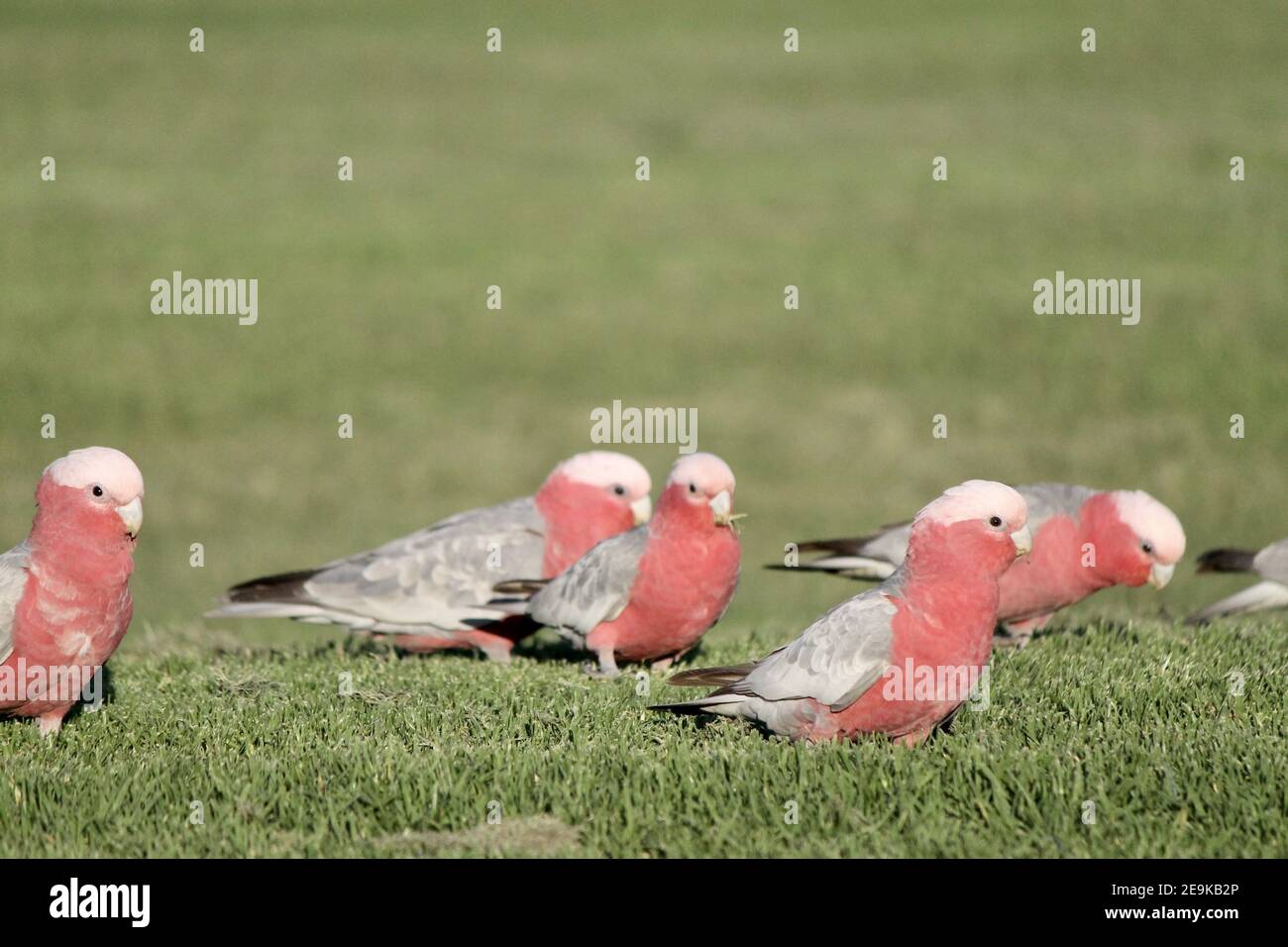 Feeding australian pink birds Stock Photo - Alamy