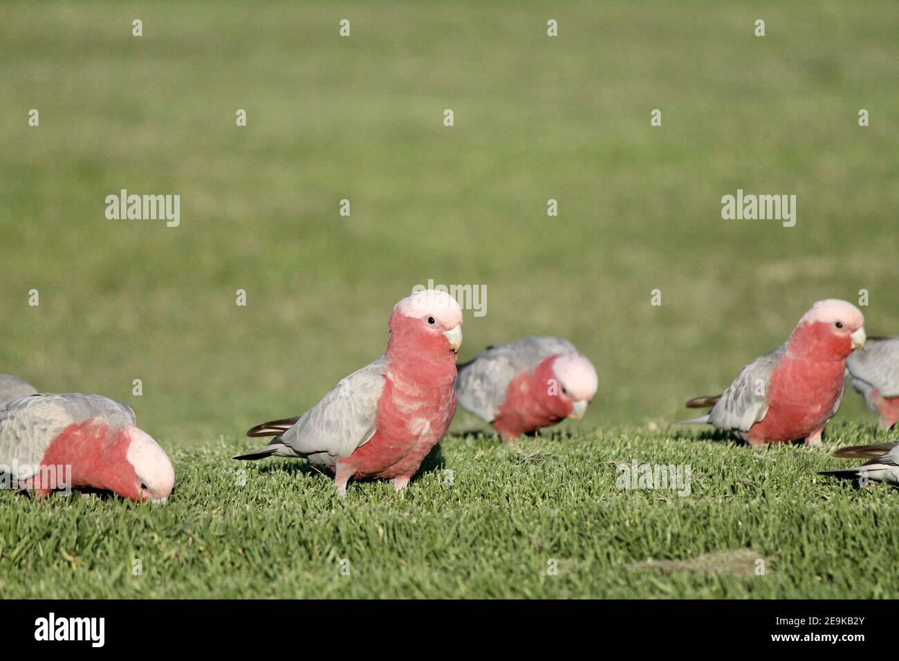 Grey bird with pink chest hi-res stock photography and images - Alamy