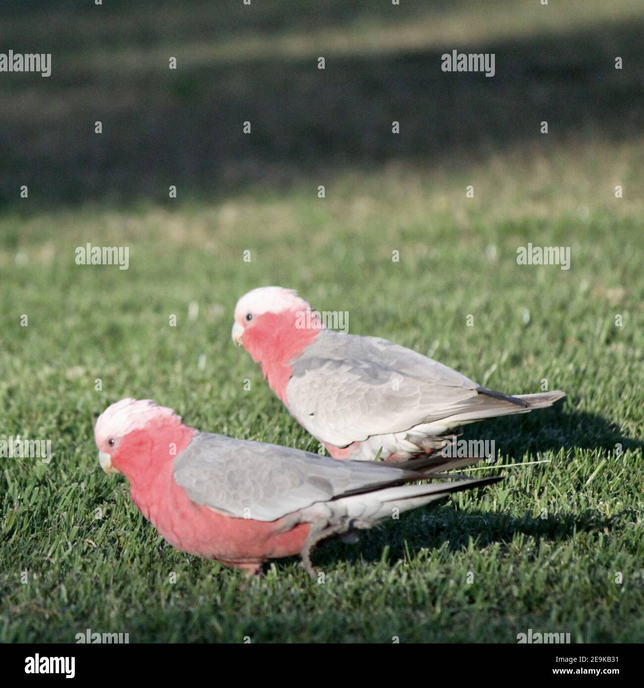 Feeding australian pink birds Stock Photo - Alamy