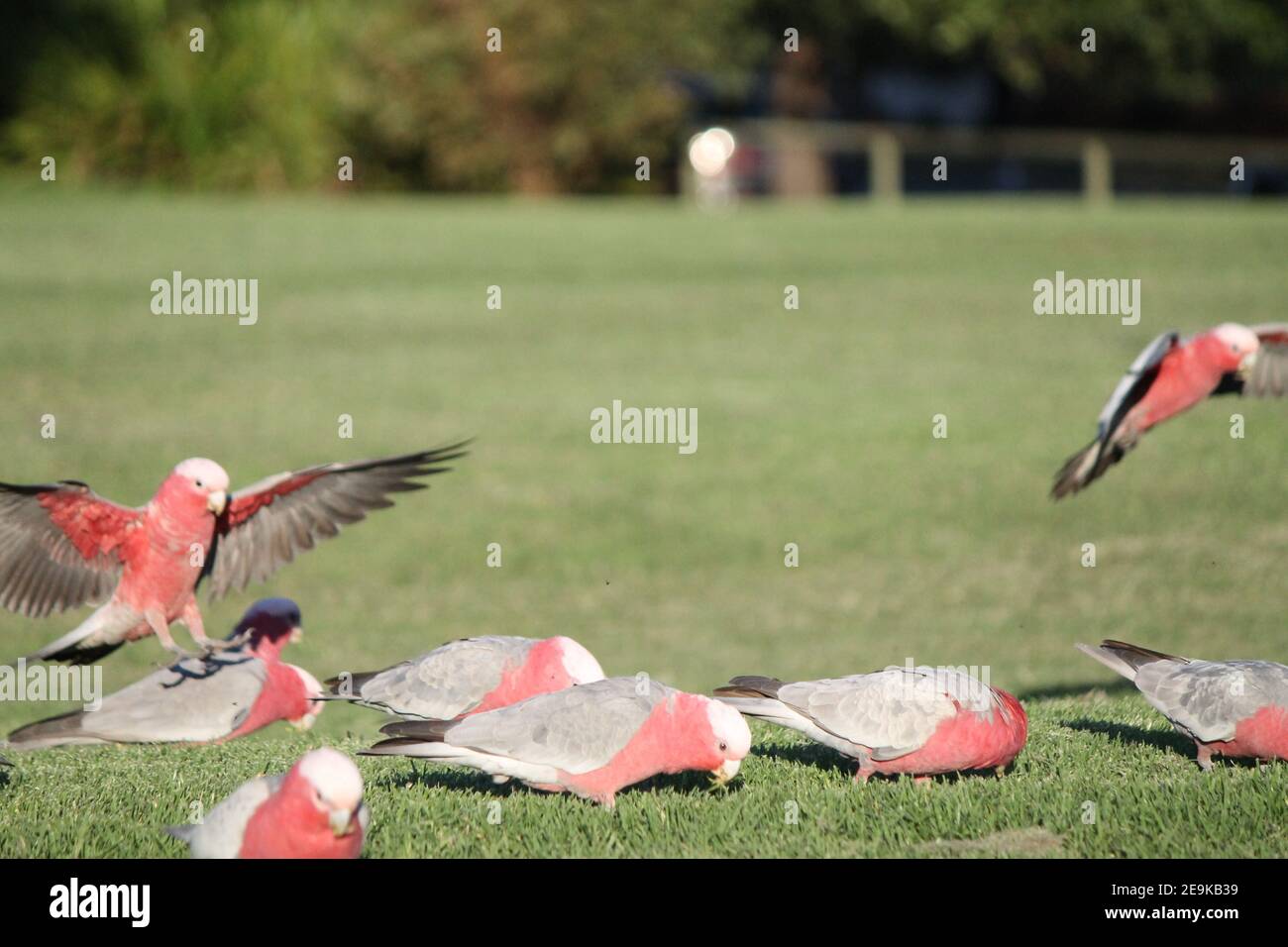 Australian bird specie hi-res stock photography and images - Alamy