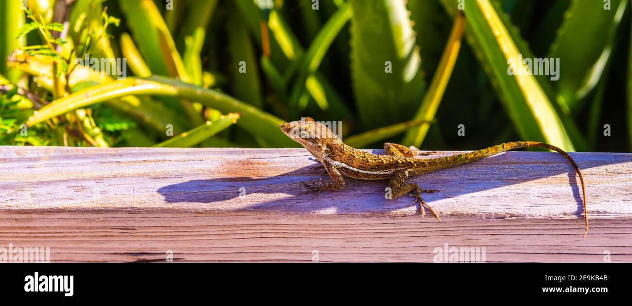A Caribbean lizard in the French West Indies Stock Photo - Alamy