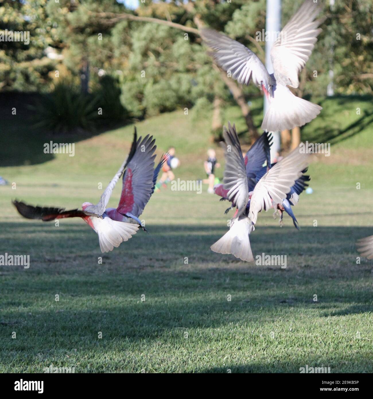 Flying pink cockatoos galahs Stock Photo - Alamy