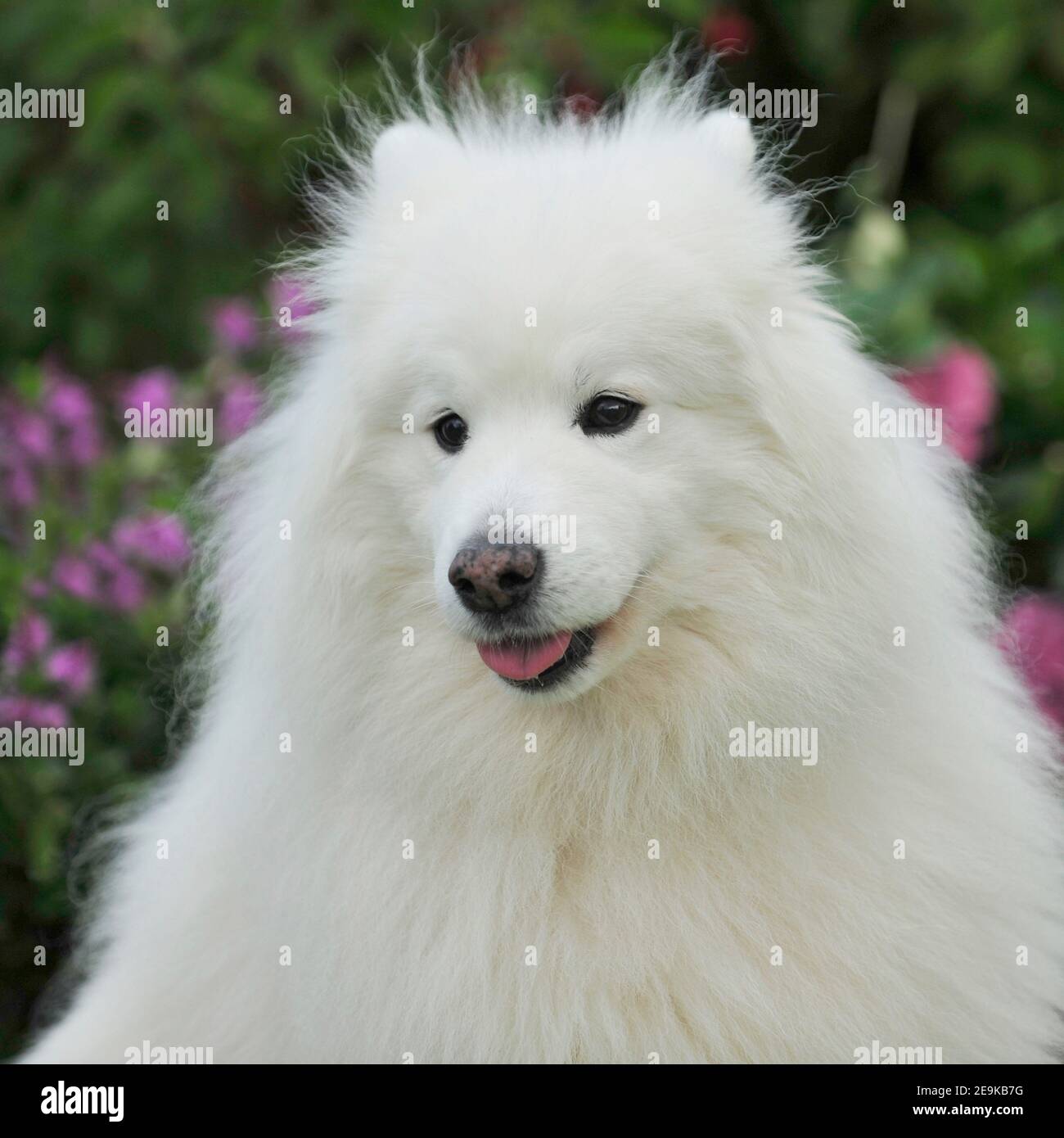 Samoyed side hi-res stock photography and images - Alamy