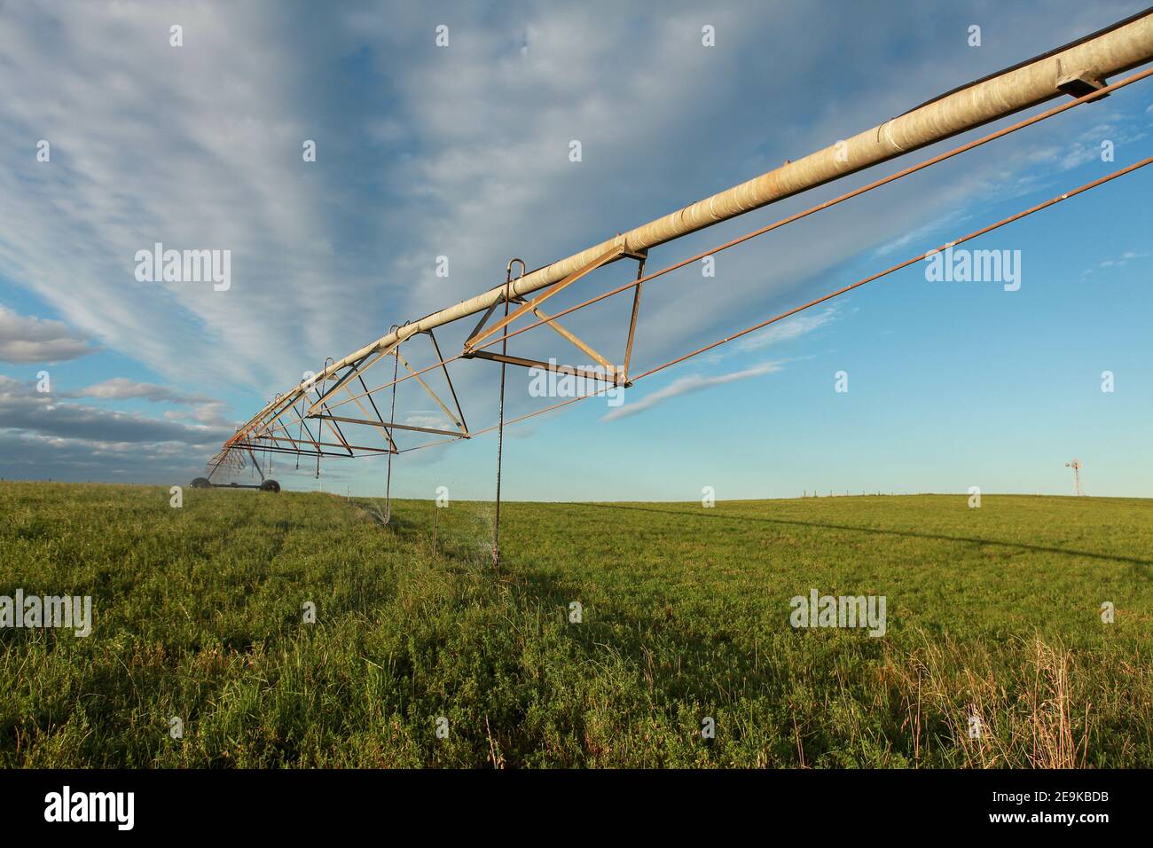 Feeding on lucerne hay hi-res stock photography and images - Alamy