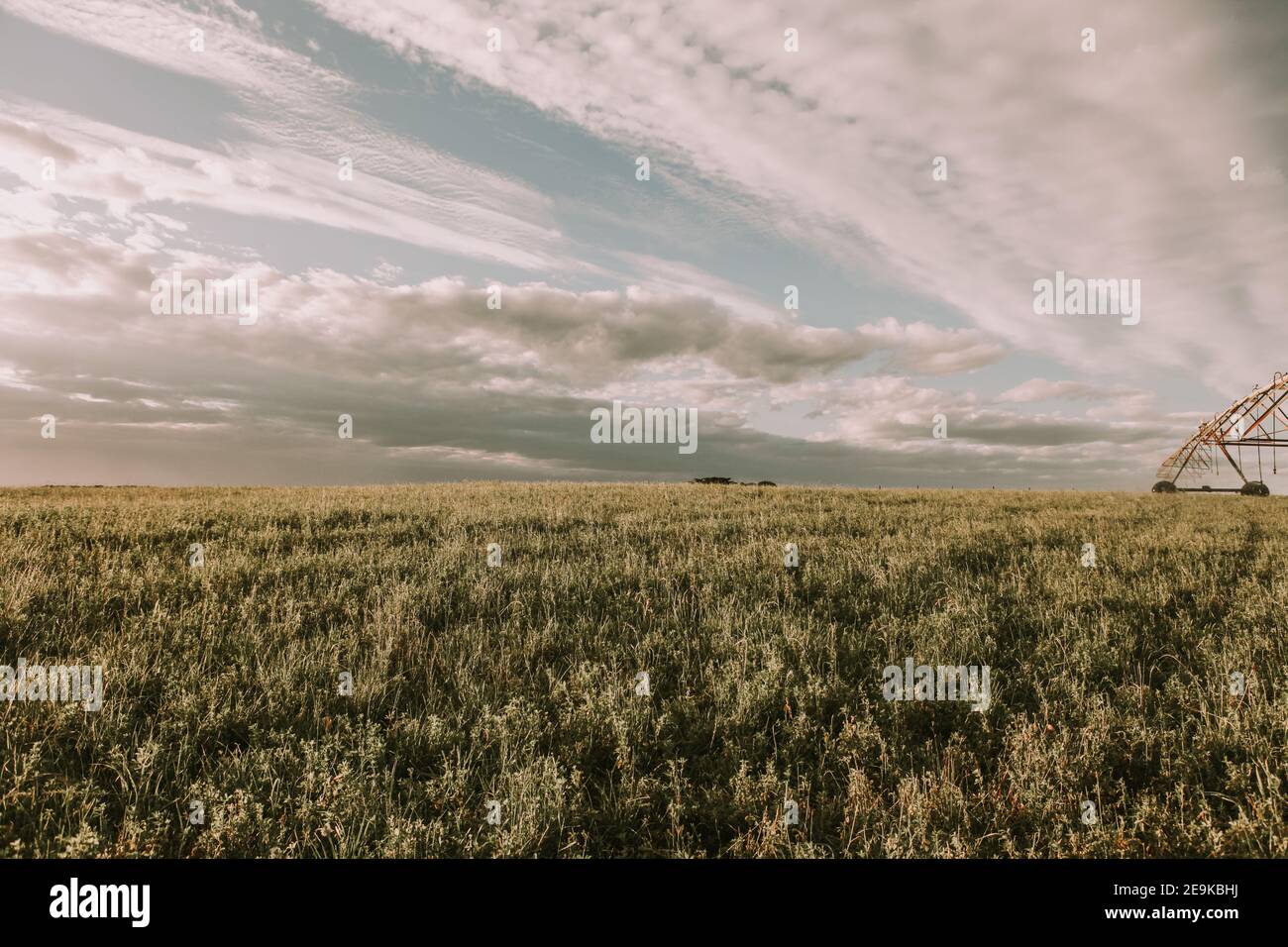 Centre pivot water irrigation of lucerne grass on a dairy farm. Dairy ...