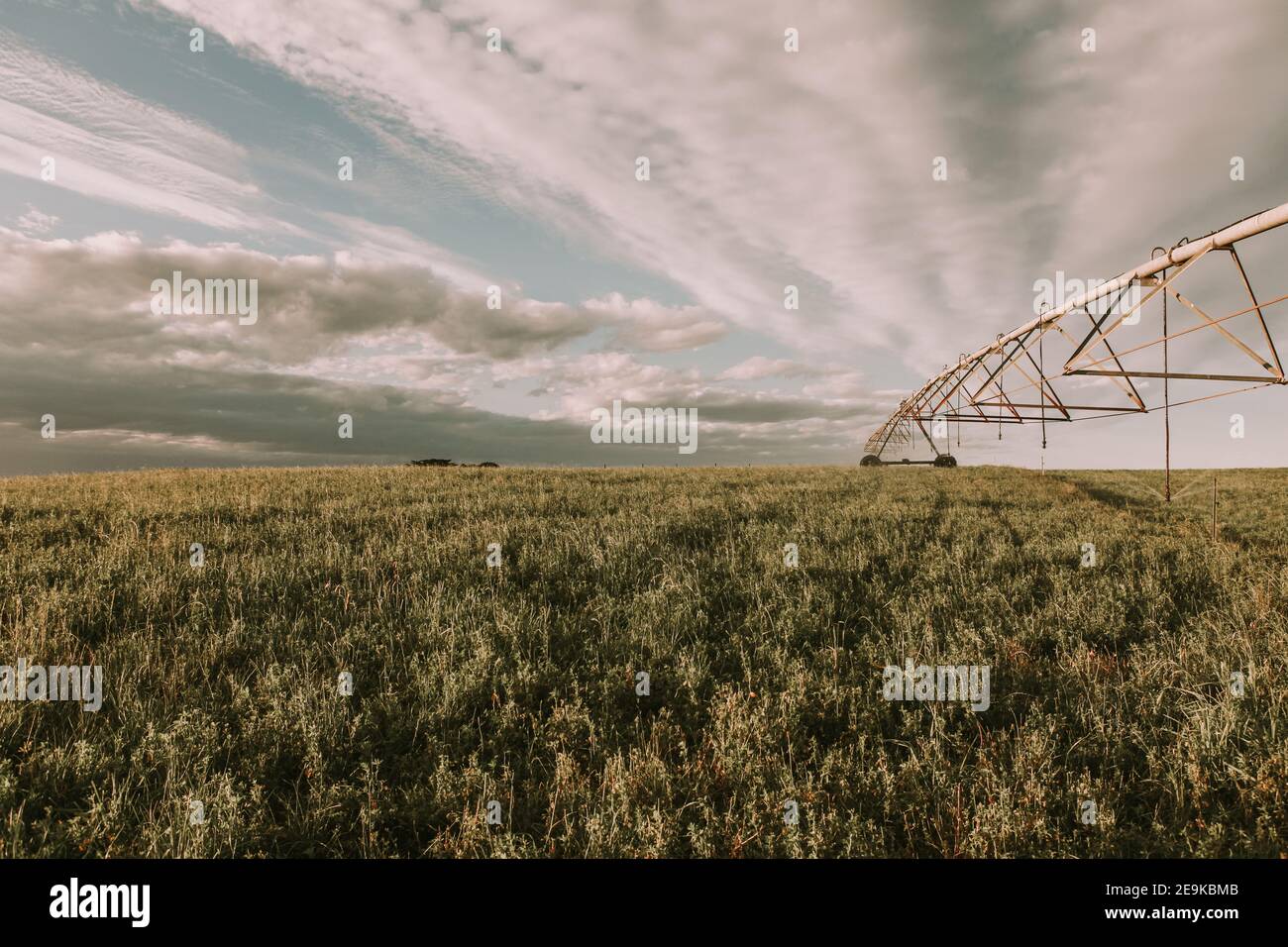 Centre pivot water irrigation of lucerne grass on a dairy farm. Dairy ...