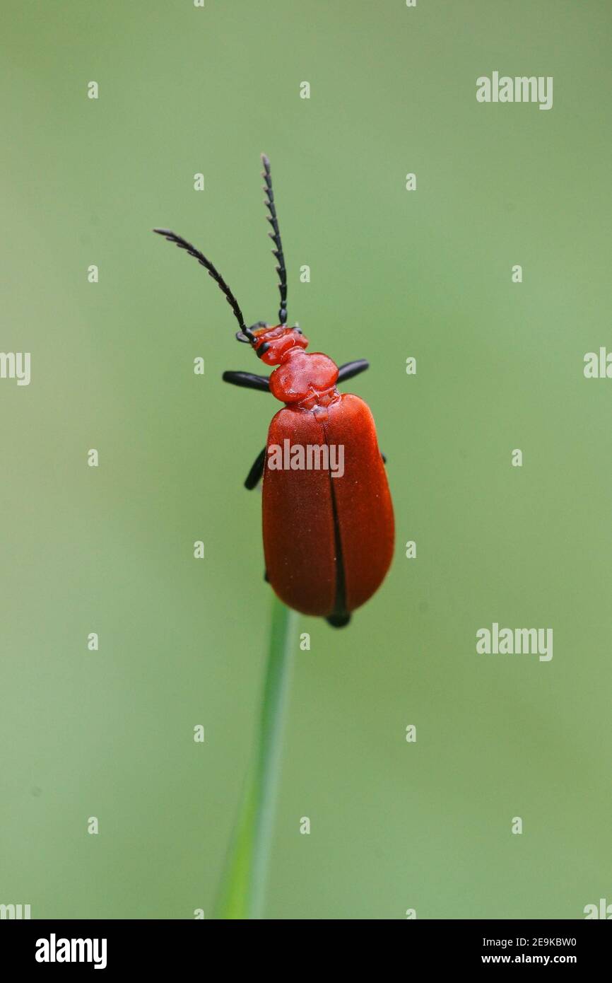 Cardinal beetle and grass hi-res stock photography and images - Alamy