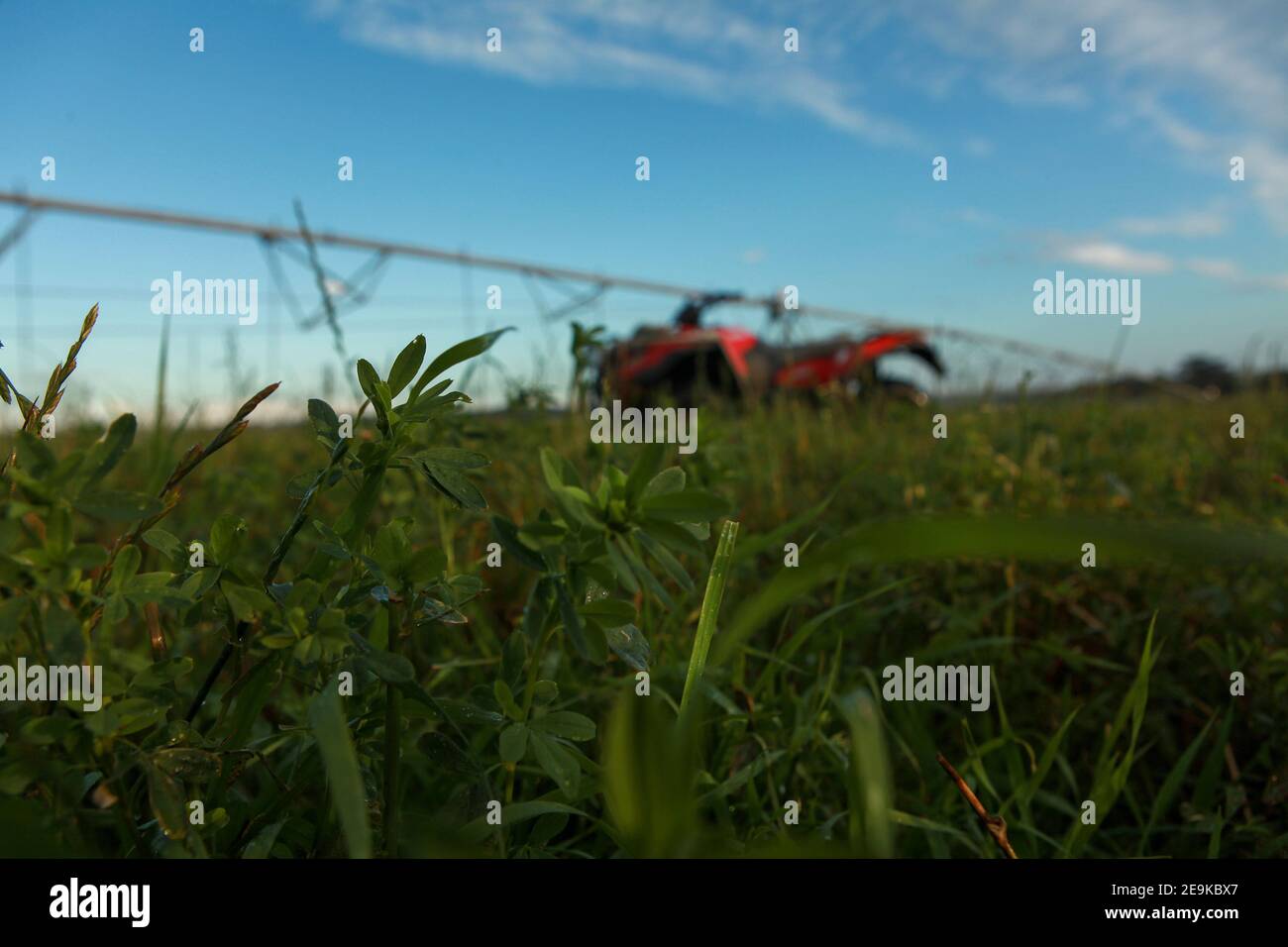 Feeding on lucerne hay hi-res stock photography and images - Alamy