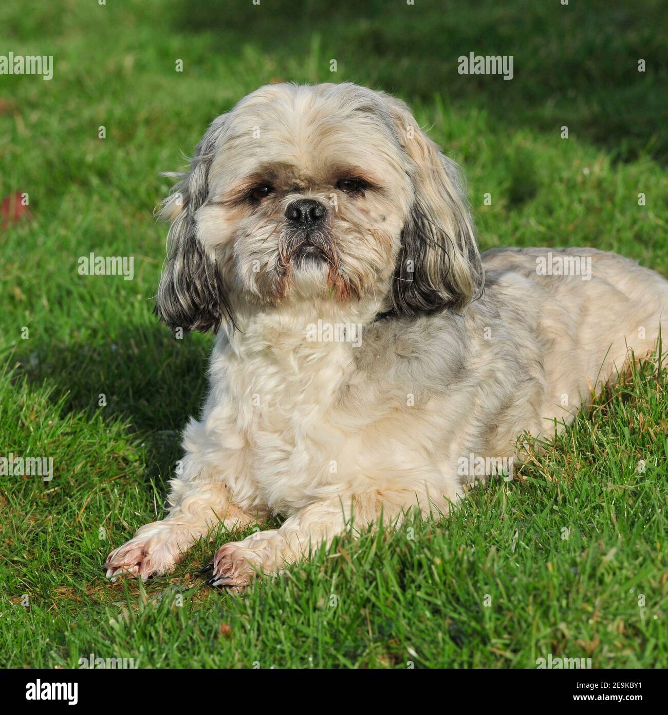 Side view shih tzu sitting hi-res stock photography and images - Alamy