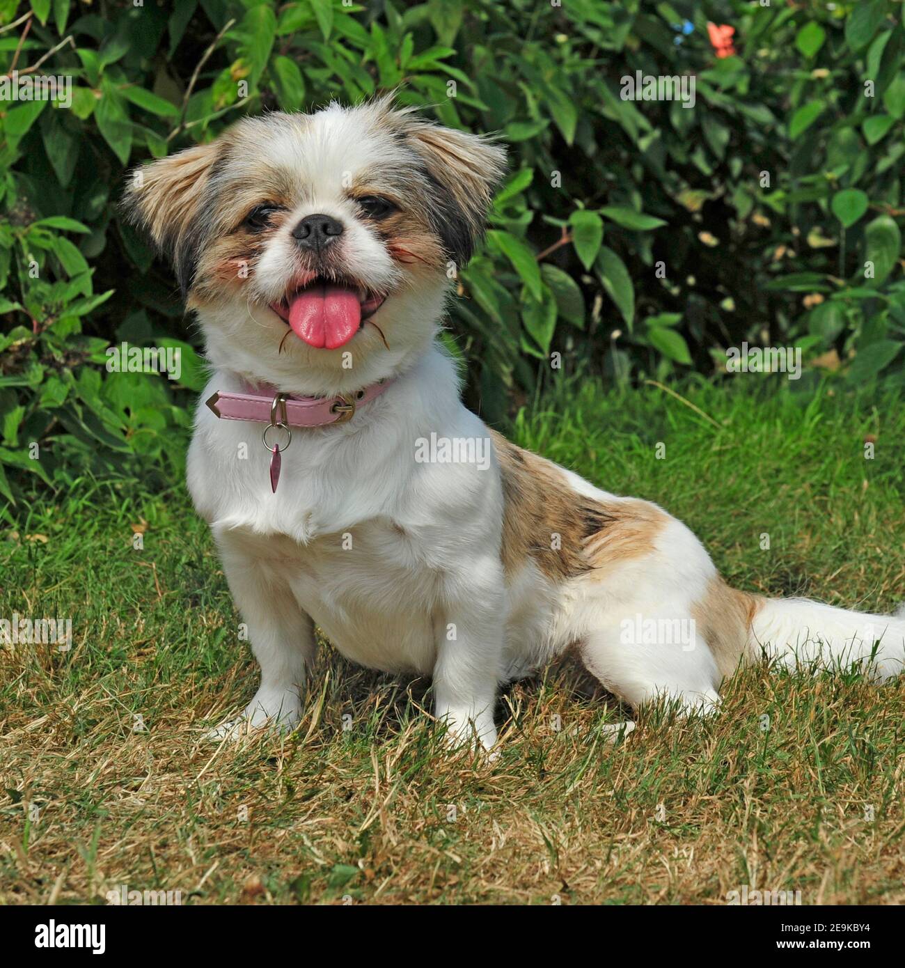 Side view shih tzu sitting hi-res stock photography and images - Alamy