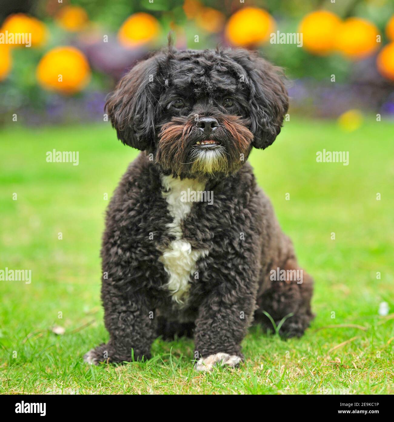 shih tzu dog Stock Photo - Alamy