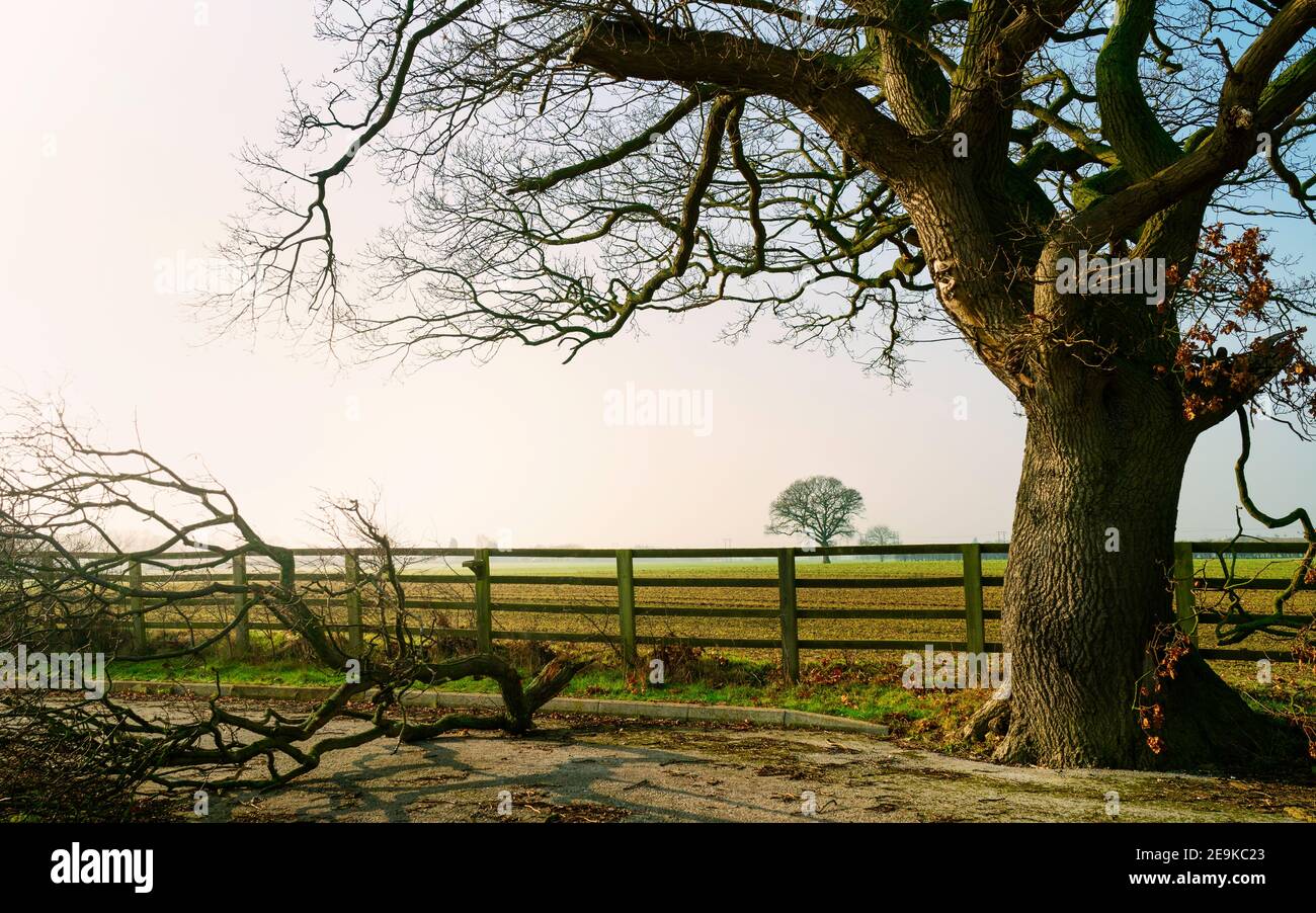 Old fallen tree at sunrise hi-res stock photography and images - Alamy