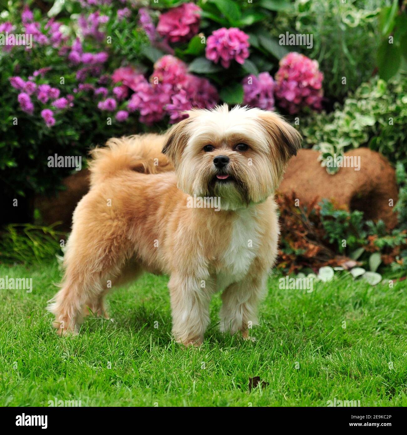 Side view shih tzu sitting hi-res stock photography and images - Alamy