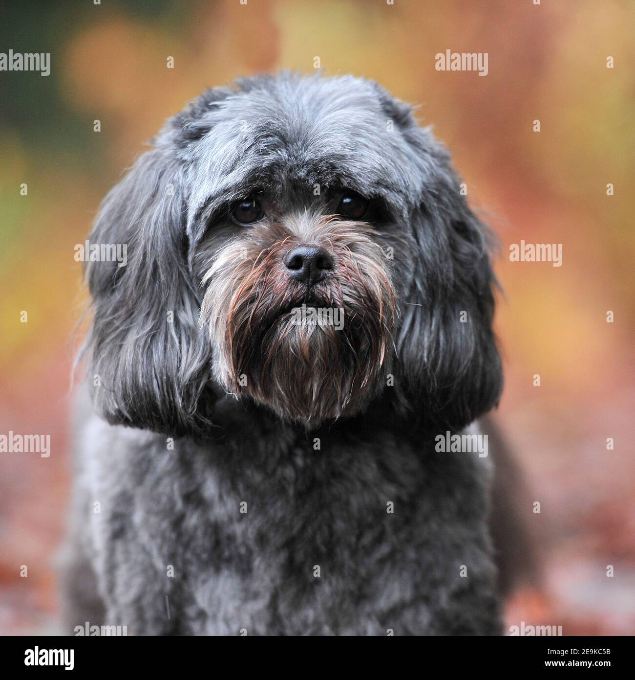 Black shih tzu hi-res stock photography and images - Alamy